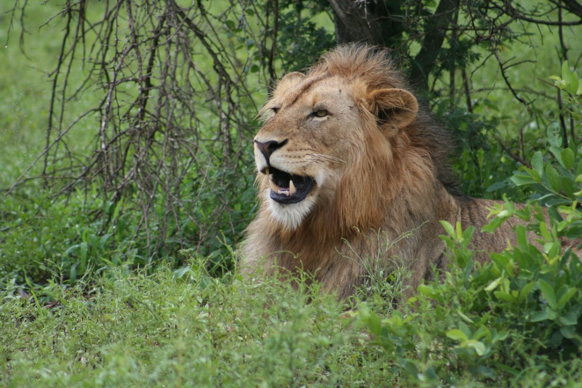 Lejonet – Animaniacs.se